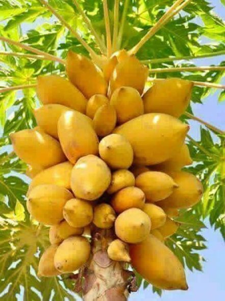 Maradol Papaya Heirloom Organic Dwarf Tree Seeds 100pcs ...