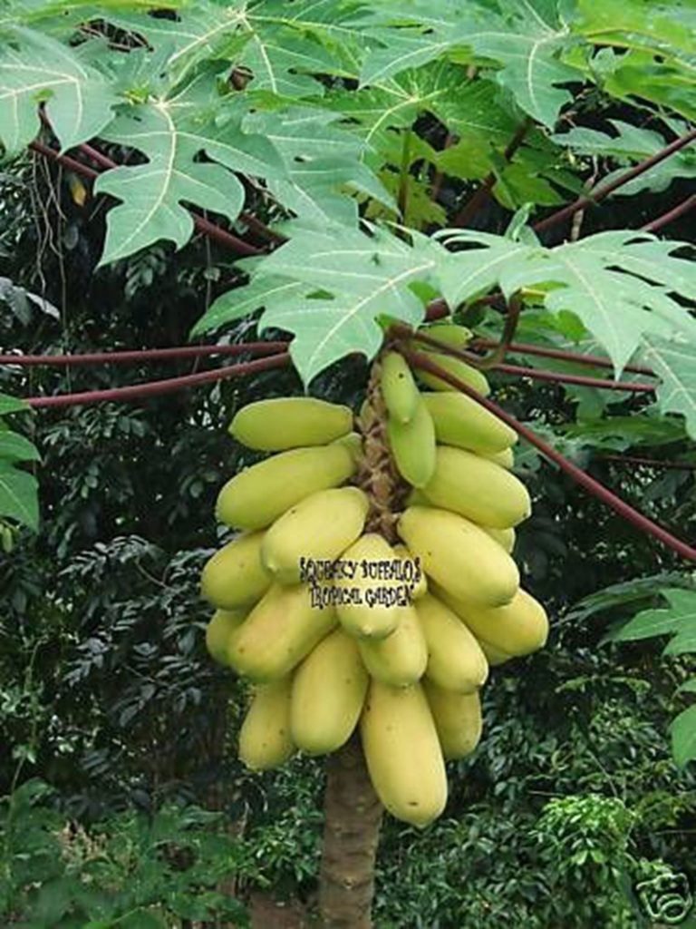 Maradol Papaya Heirloom Organic Dwarf Tree Seeds 100pcs ...