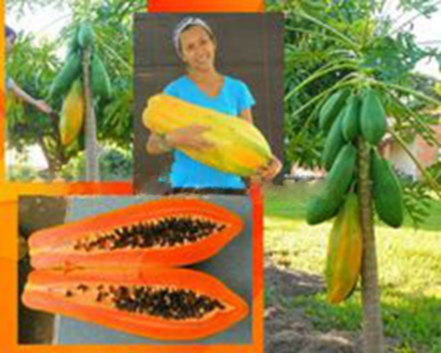 Maradol Papaya Heirloom Organic Dwarf Tree Seeds 100pcs ...