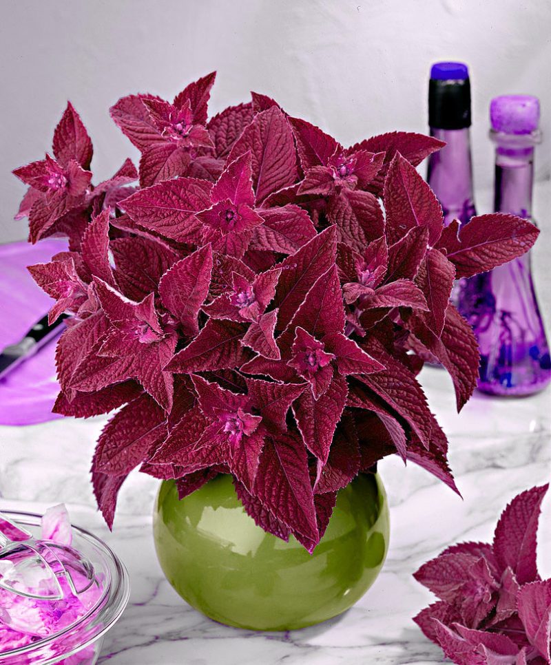 Spearmint Red Peppermint Edible 200 Seeds - BestSeedsOnline.com - Free ...