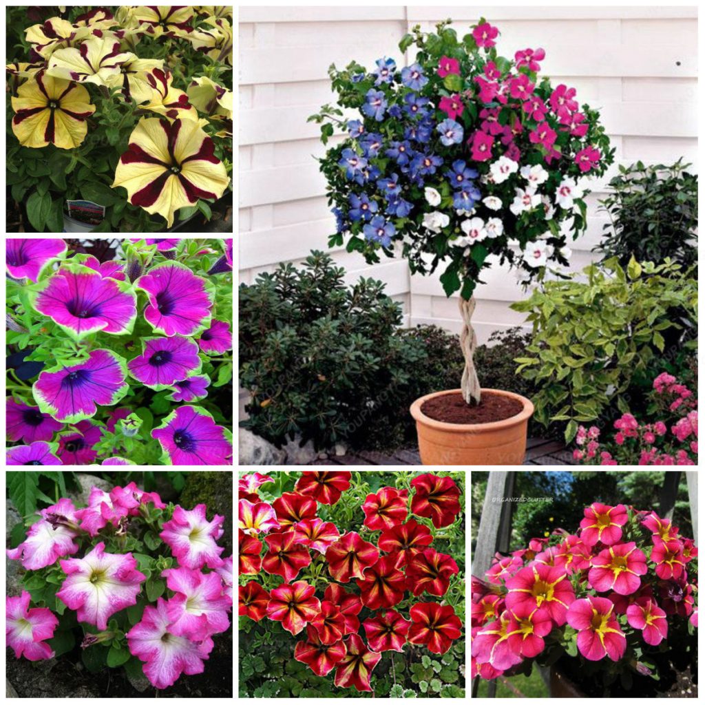Petunia Rotating Series Seeds 100pcs - BestSeedsOnline.com - Free Shipping Worldwide