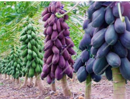 20pcsbag Papaya Bonsai Organic Heirloom Vegetable Fruit Plants Tree Red ...