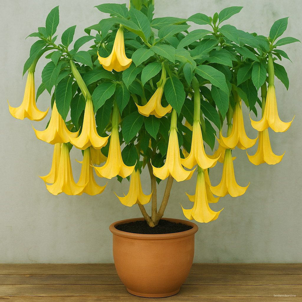 Promotion Pcs Mix Datura Flower Bonsai Dwarf Brugmansia Angel’s ...