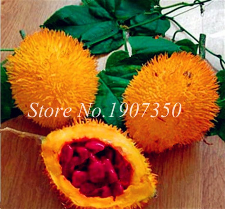 Bonsai Yellow Balsam Pear Bitter Melon Gourd Kidney Momordica Charantia ...