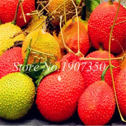 Bonsai Yellow Balsam Pear Bitter Melon Gourd Kidney Momordica Charantia ...