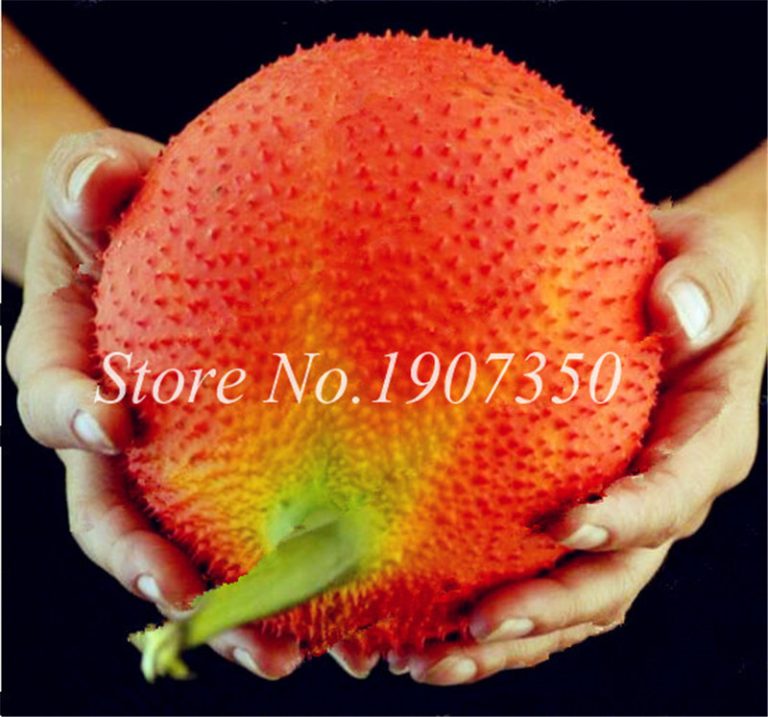 Bitter Melon Gourd Seeds Yellow Balsam Pear Variety - BestSeedsOnline ...