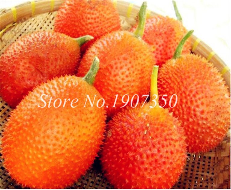 Bitter Melon Gourd Seeds Yellow Balsam Pear Variety - BestSeedsOnline ...