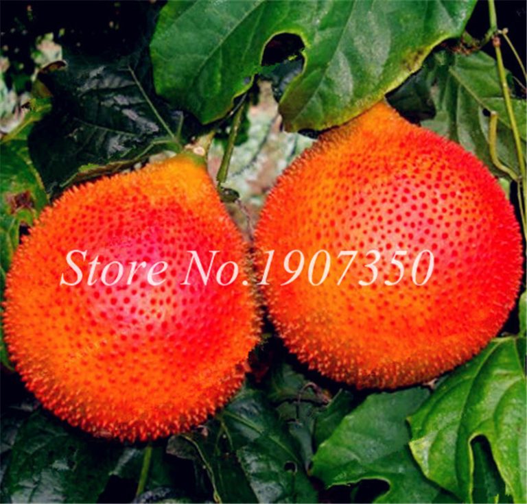 Bitter Melon Gourd Seeds Yellow Balsam Pear Variety - BestSeedsOnline ...