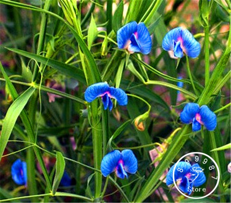 100 Pcs Blue Sweet Flower Seeds Easytogrow - BestSeedsOnline.com - Free ...