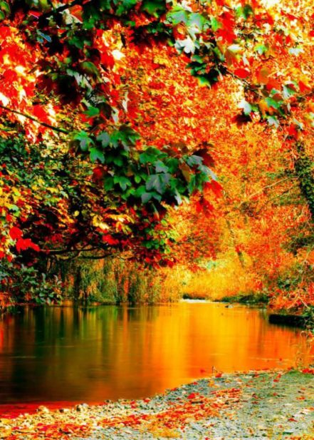 20 Pcs Pack Japanese Red Maple Rare Rainbow Color Beautiful Japan ...