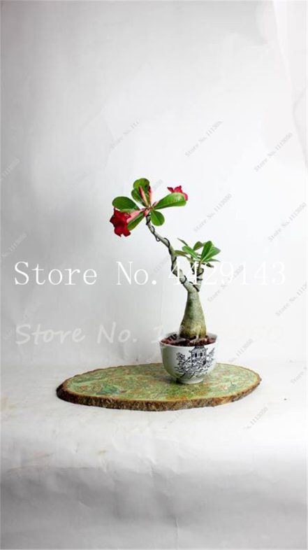 Blue Adenium Obesum Seeds Mini Desert Rose - BestSeedsOnline.com - Free ...