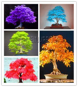 Loss Promotion!20 Pcs Blue Fire Maple Tree Bonsai Plant Rare Yellow Red ...
