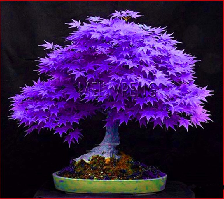 Loss Promotion!20 Pcs Blue Fire Maple Tree Bonsai Plant Rare Yellow Red ...