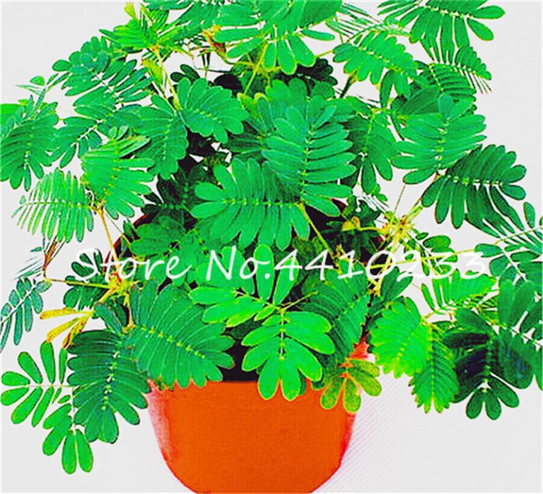 100 Pcs Colorful Mimosa Bonsai Balcony Tree Flower Funny Bashful Grass ...