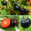 Organic Elephant Tomato Seeds 200bag Professional Pack ...
