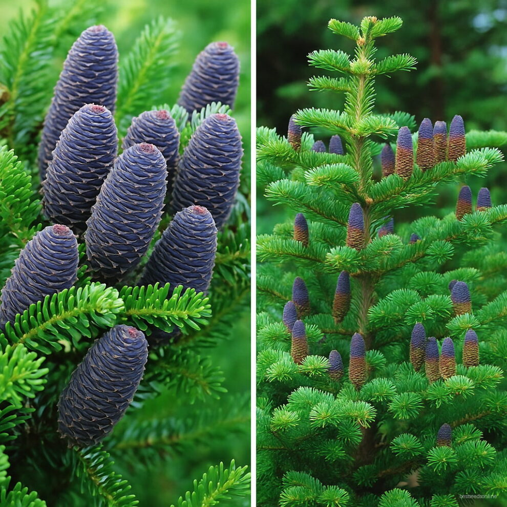 Korean Fir Abies Koreana Bonsai Flower Plant Diy Home Garden Rare ...