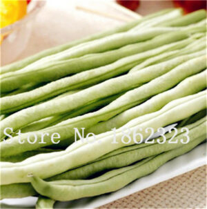 50 Pcs Tasty Chinese Long Bean Vigna Seeds - BestSeedsOnline.com - Free ...