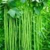 50 Pcs Tasty Chinese Long Bean Vigna Seeds - BestSeedsOnline.com - Free ...