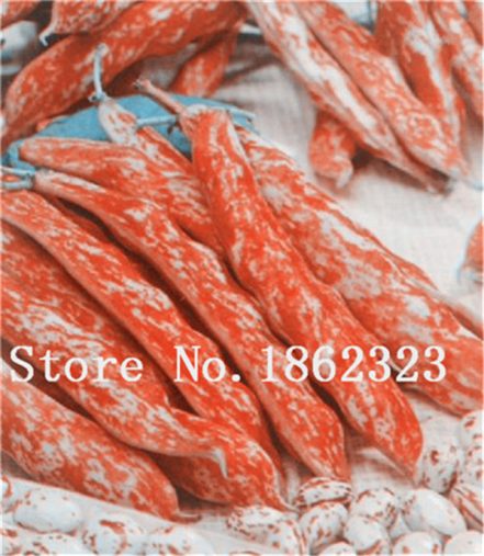 50 Pcs Tasty Chinese Long Bean Vigna Seeds - BestSeedsOnline.com - Free ...