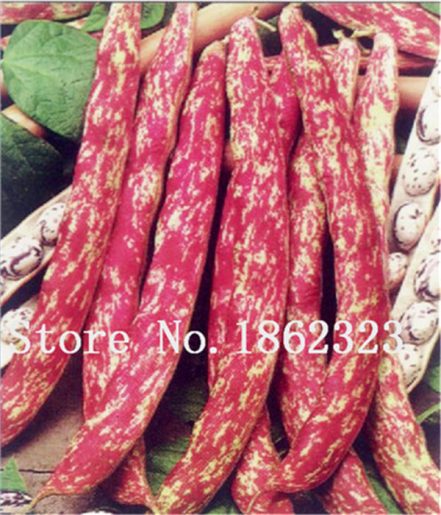 50 Pcs Tasty Chinese Long Bean Vigna Seeds - BestSeedsOnline.com - Free ...