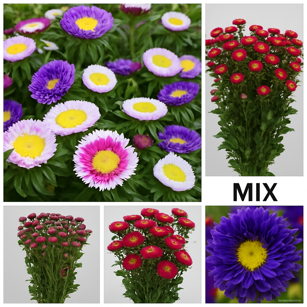 Colorful Dwarf Aster Mixed Seeds 100 Pcs Bag - BestSeedsOnline.com ...