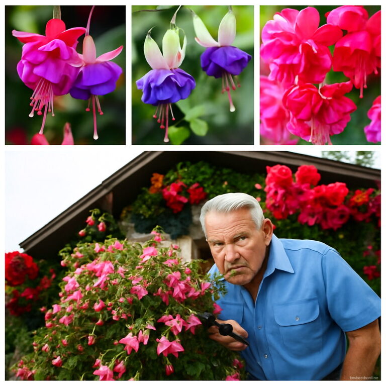 100pcs Mini Fuchsia Begonia Seeds - BestSeedsOnline.com - Free Shipping ...