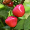 100 Pcs Rare Pink Pepper Seeds - BestSeedsOnline.com - Free Shipping ...