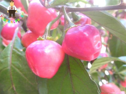 100 Pcs Rare Pink Pepper Seeds - BestSeedsOnline.com - Free Shipping ...