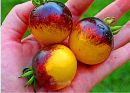 Exotic Miniature Fruit Vegetable Seeds 50 Pack - BestSeedsOnline.com ...