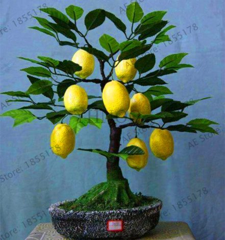 Big Lemon Tree Flores Fruit Plantas Bonsai Plant Diy Home Garden Plante ...