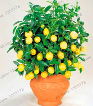 Big Lemon Tree Flores Fruit Plantas Bonsai Plant Diy Home Garden Plante ...