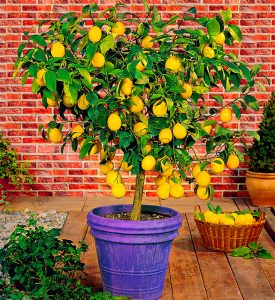 Big Lemon Tree Flores Fruit Plantas Bonsai Plant Diy Home Garden Plante ...