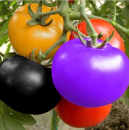 Climbing Tomato 200 Bag Seeds Nongmo Edible Vegetable - BestSeedsOnline ...