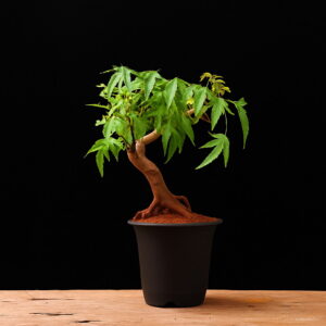 54pcs Purple Blue Ghost Japanese Maple Flower Plantaspotted Plant Home ...