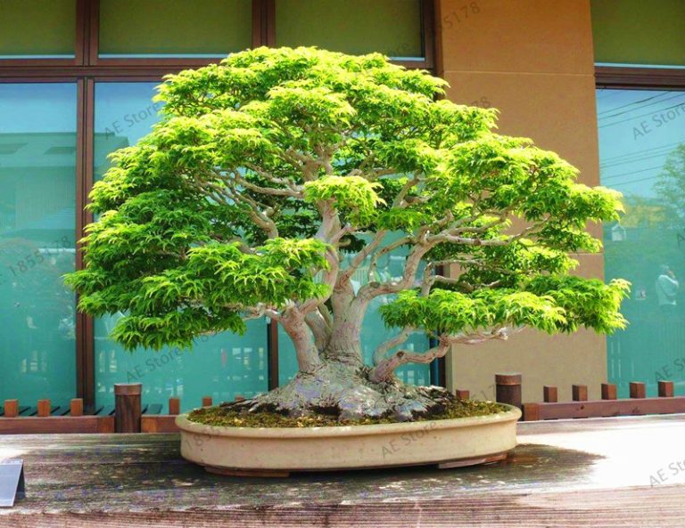 54pcs Japanese Maple Flower Seeds Purple Blue Ghost - BestSeedsOnline ...