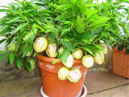 Exotic Ginseng Mini Melon Seeds Nutritious Sweet - BestSeedsOnline.com ...