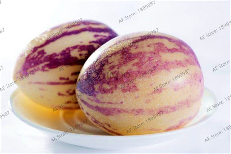 Exotic Ginseng Mini Melon Seeds Nutritious Sweet - BestSeedsOnline.com ...