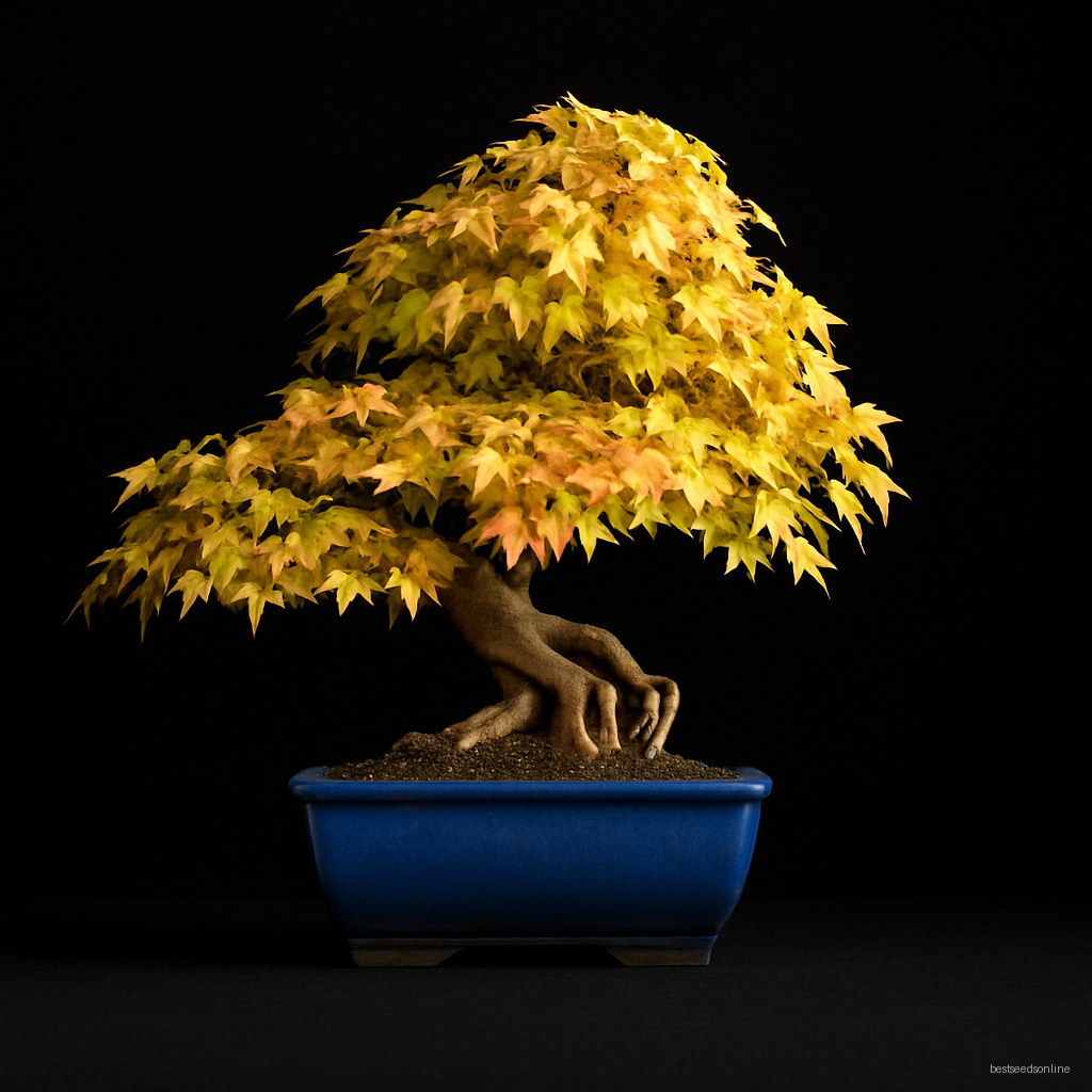 20 Pcs Packing Japanese Rainbow Maple Bonsai Rare Color Beautiful ...