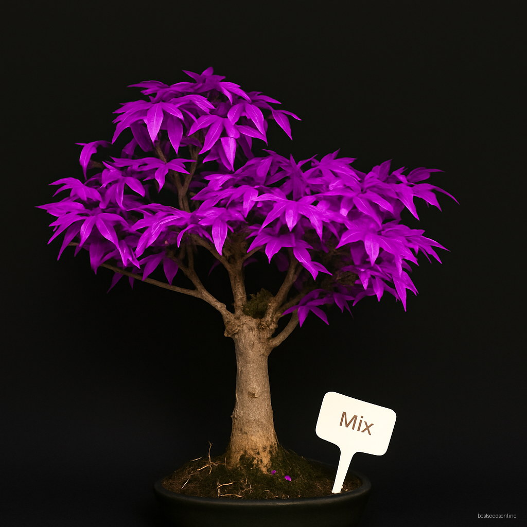 20 Pcs Packing Japanese Rainbow Maple Bonsai Rare Color Beautiful ...