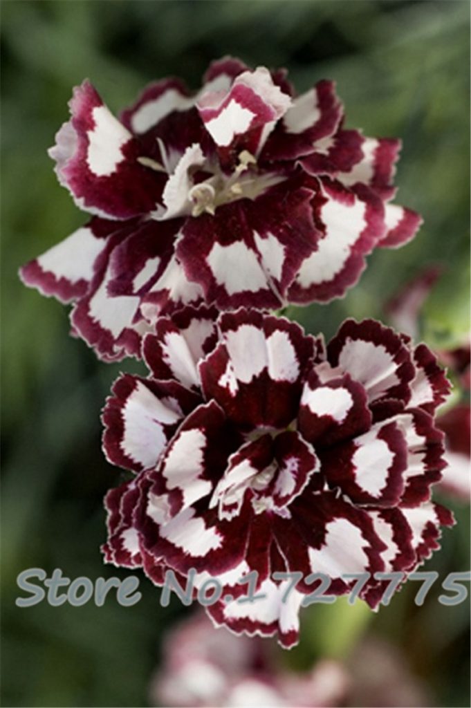 200 Black Carnation Seeds For Balcony - BestSeedsOnline.com - Free ...