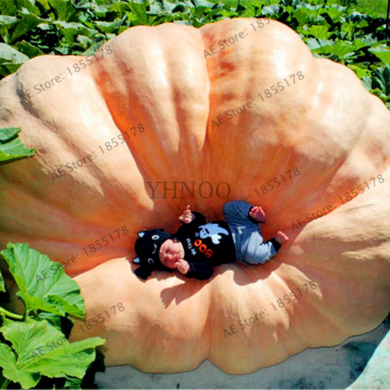 Heavy Atlantic Melon Organic Vegetable Seeds - BestSeedsOnline.com - Free Shipping Worldwide