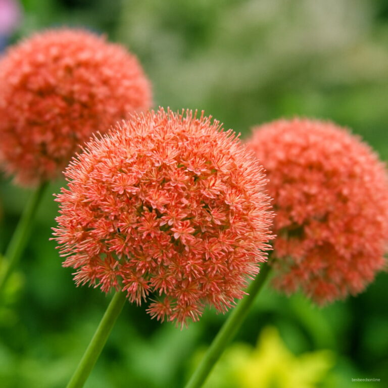 Allium Giganteum Giant Purple Flower Seeds 200pcs - BestSeedsOnline.com ...