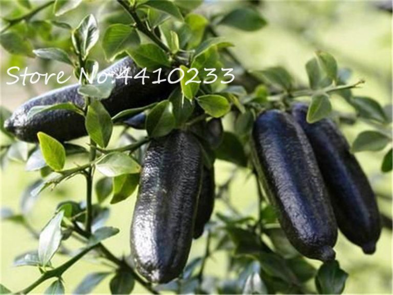 Dwarf Citrus Fruit Organic Pomegranate Seeds 30pcs - BestSeedsOnline ...