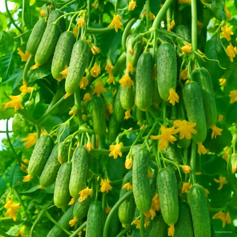 Organic Mini Cucumber Seeds 100pcsbag - BestSeedsOnline.com - Free ...