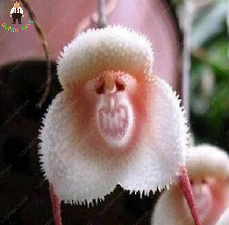 100pcs Rare Orchid Plants Japanese Monkey Face Flower Home Garden ...