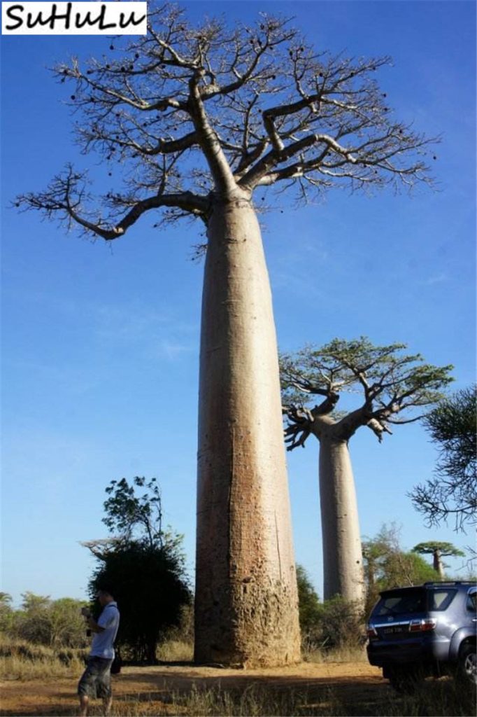 100 Pcs Baobab Tree Seeds Tropical Perennial - BestSeedsOnline.com ...