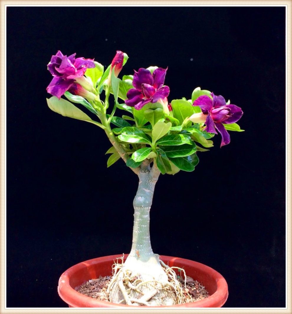 Adenium Obesum Desert Rose Seeds 100pcs - BestSeedsOnline.com - Free ...