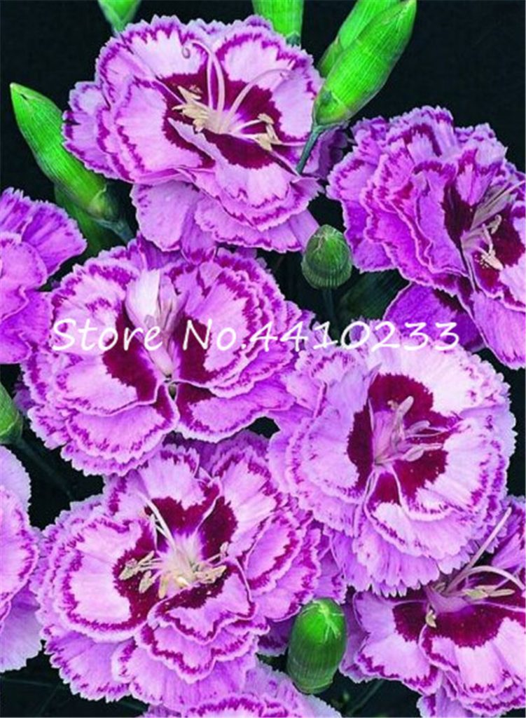 Colorful Dianthus Caryophyllus Flower Bonsai Carnation Balcony Potted ...
