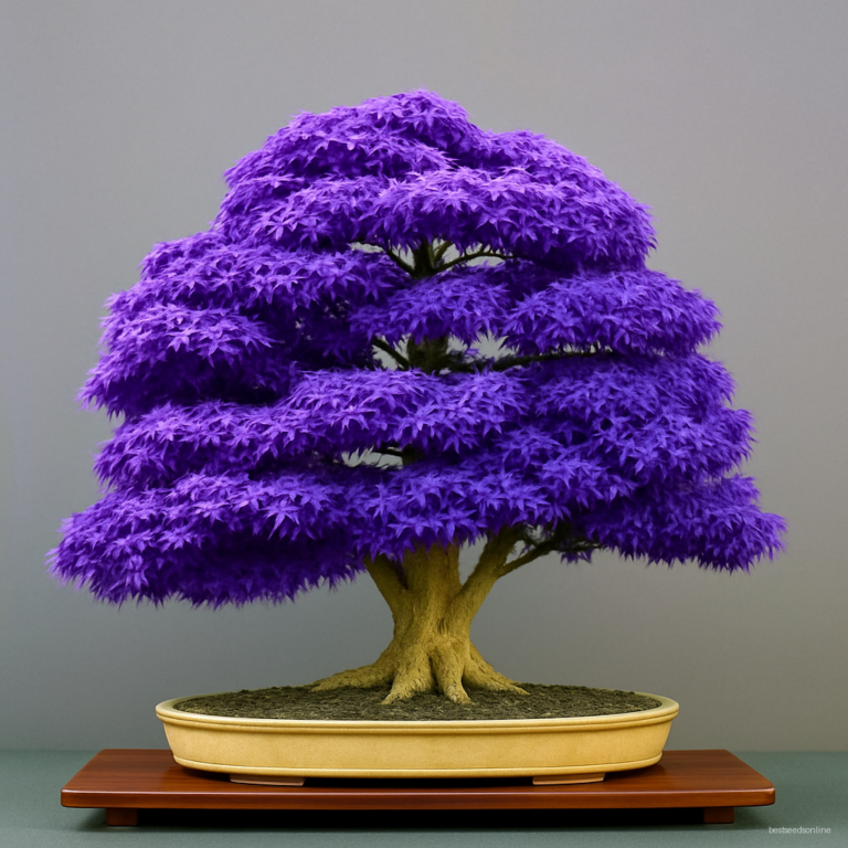 20pcs Rare Purple Maple Seeds - BestSeedsOnline.com - Free Shipping ...