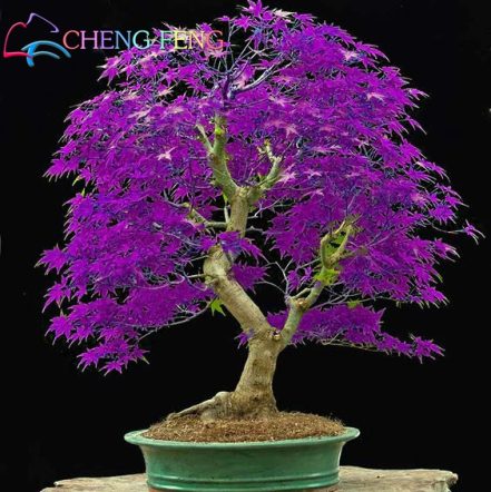 50pcs Japanese Purple Maple Seeds - BestSeedsOnline.com - Free Shipping ...
